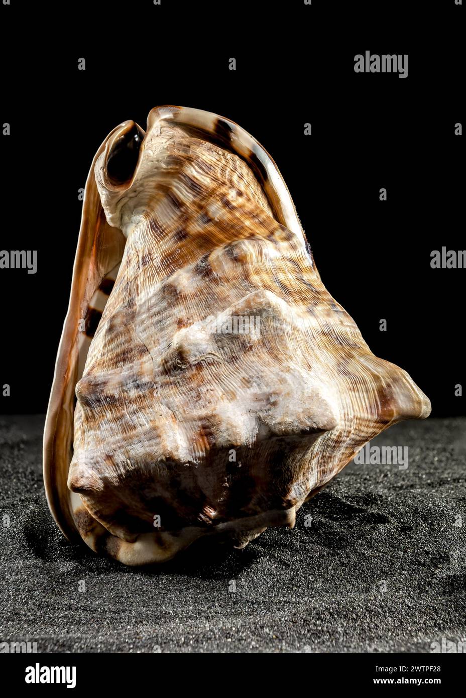 Caribbean King Helmet sea snail shell Cassis Tuberosa on a black sand ...