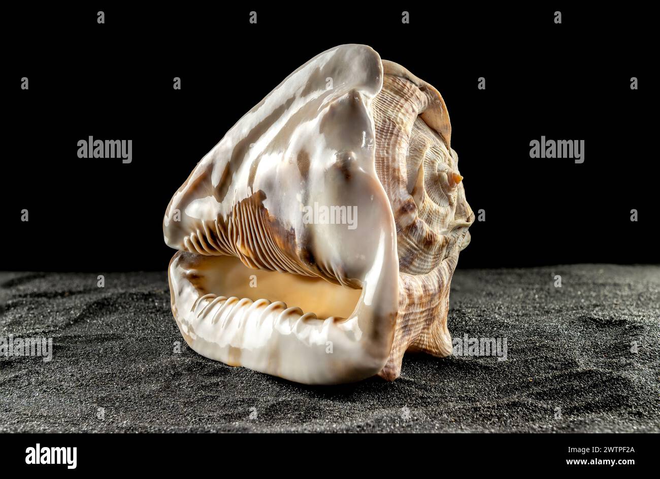 Caribbean King Helmet sea snail shell Cassis Tuberosa on a black sand ...