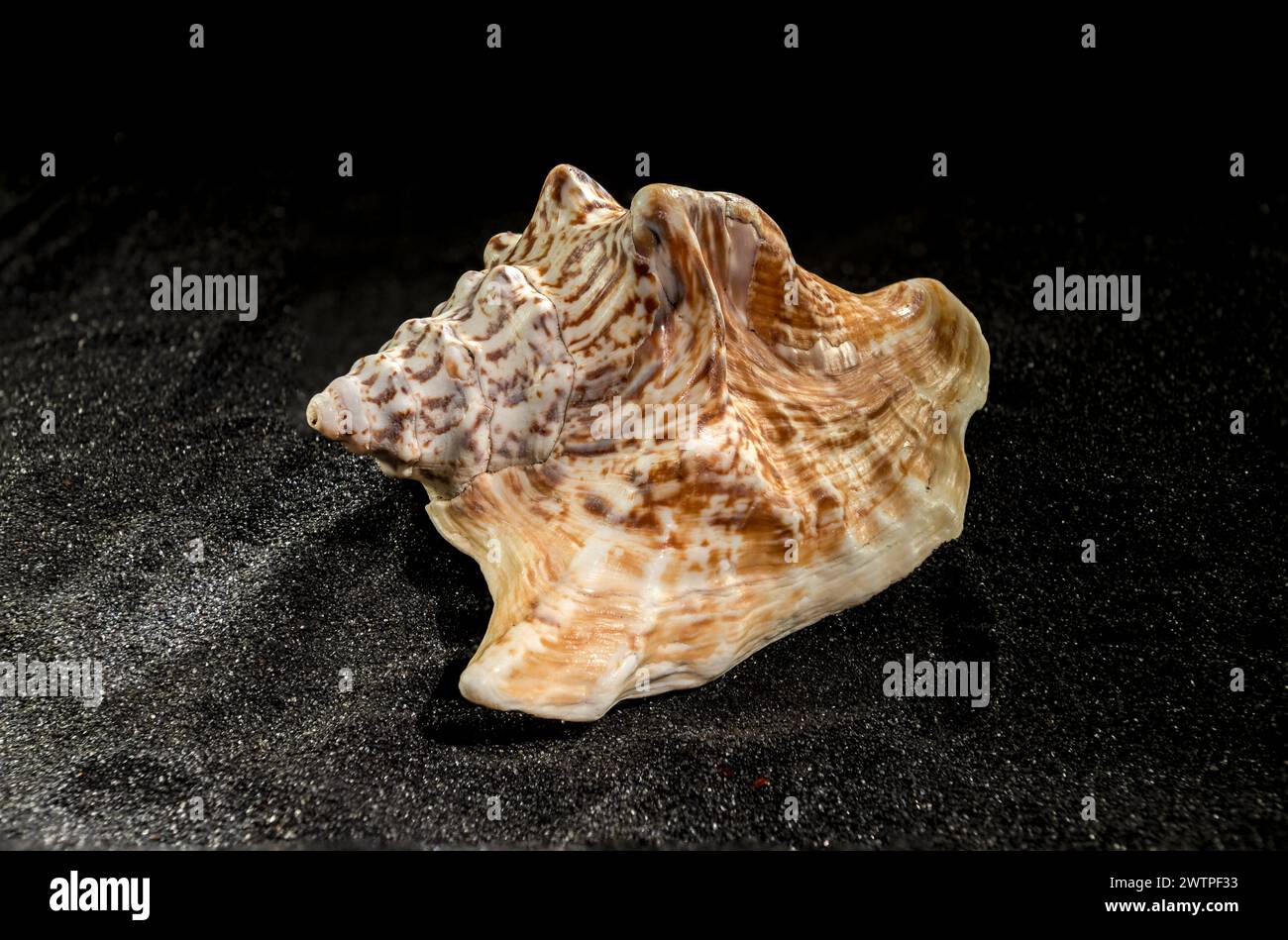 Strombus raninus hi-res stock photography and images - Alamy