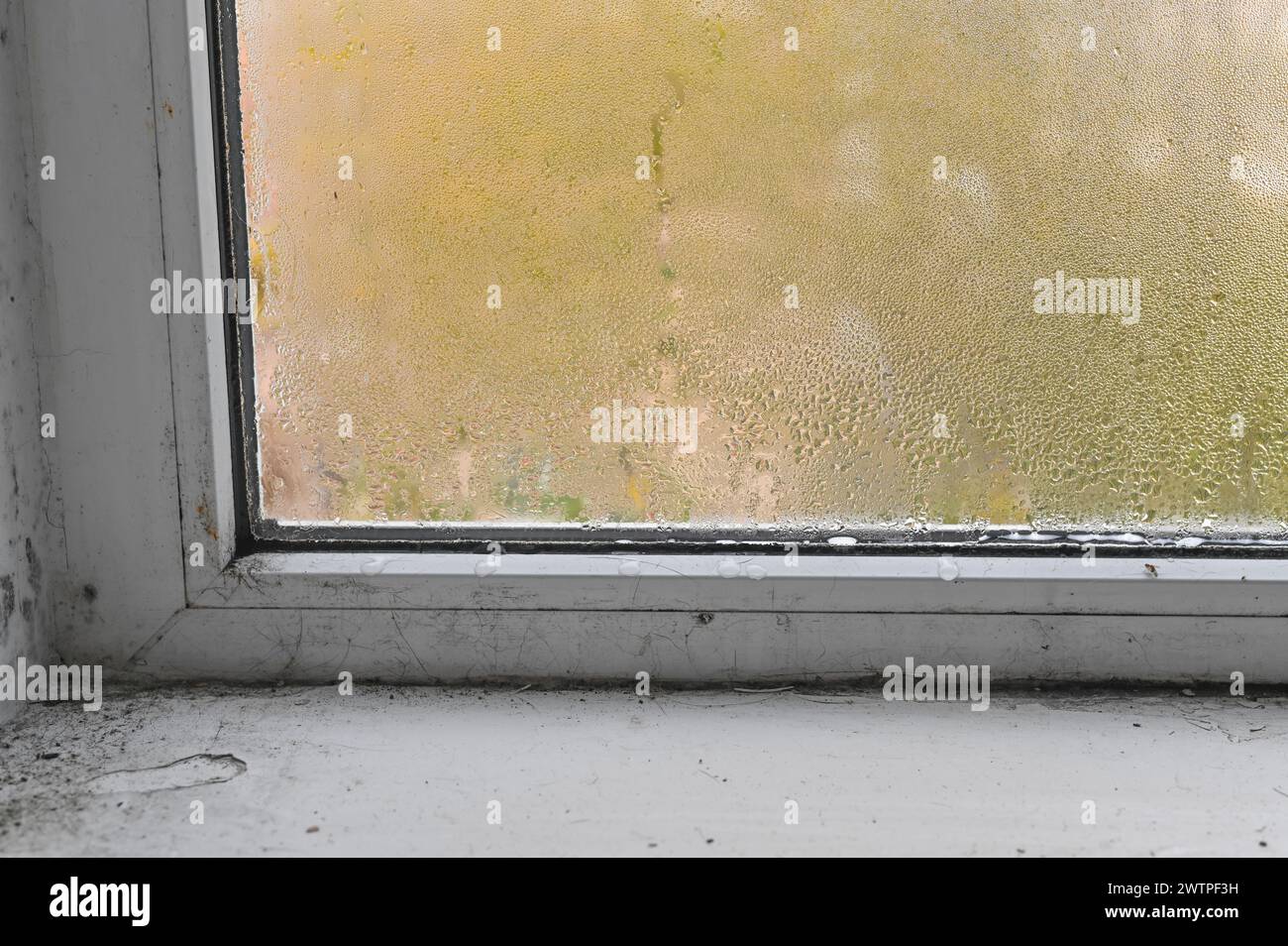 Dangerous mold fungus on wall hi-res stock photography and images - Alamy