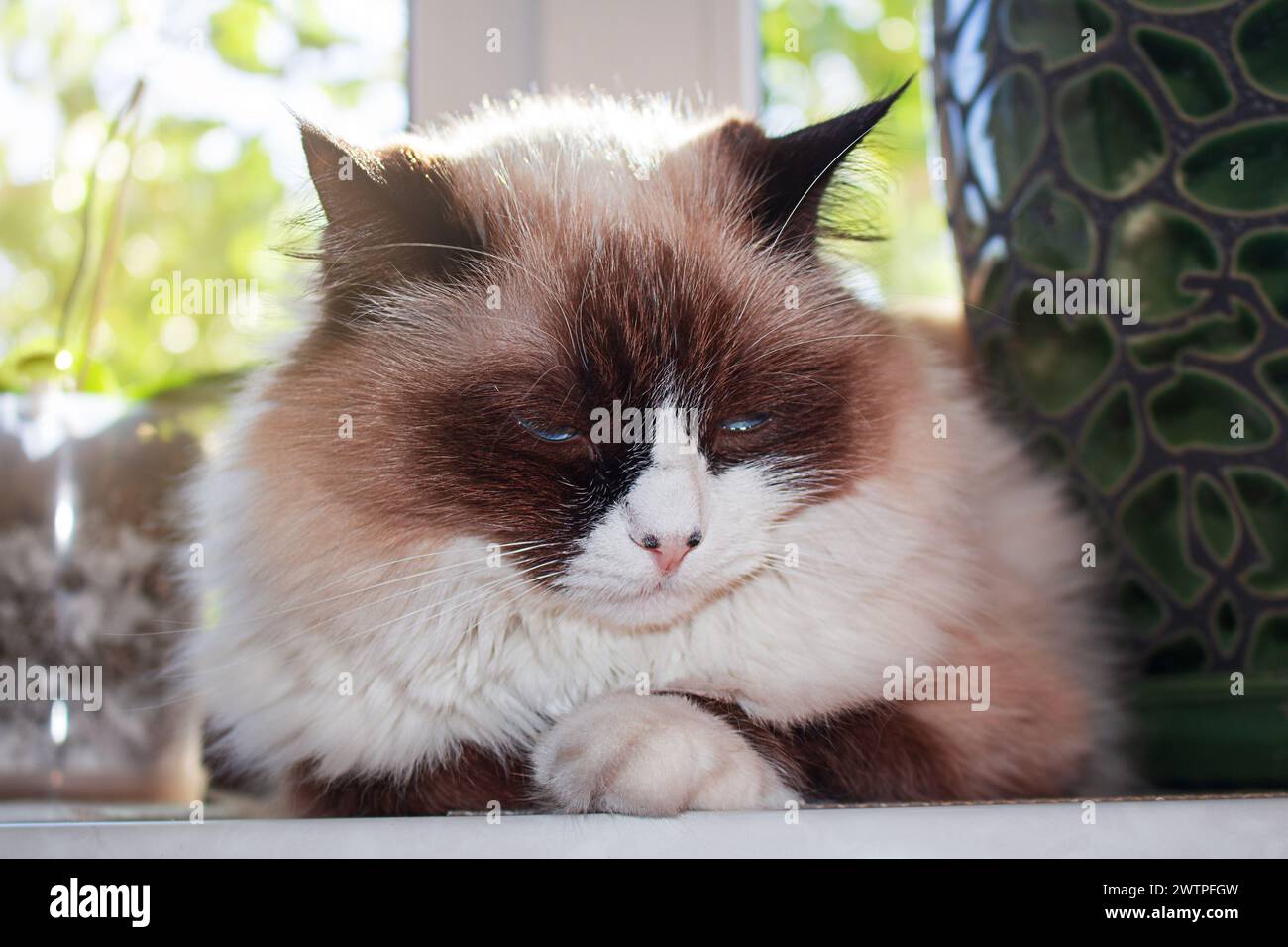 Grey ragdoll hi-res stock photography and images - Alamy