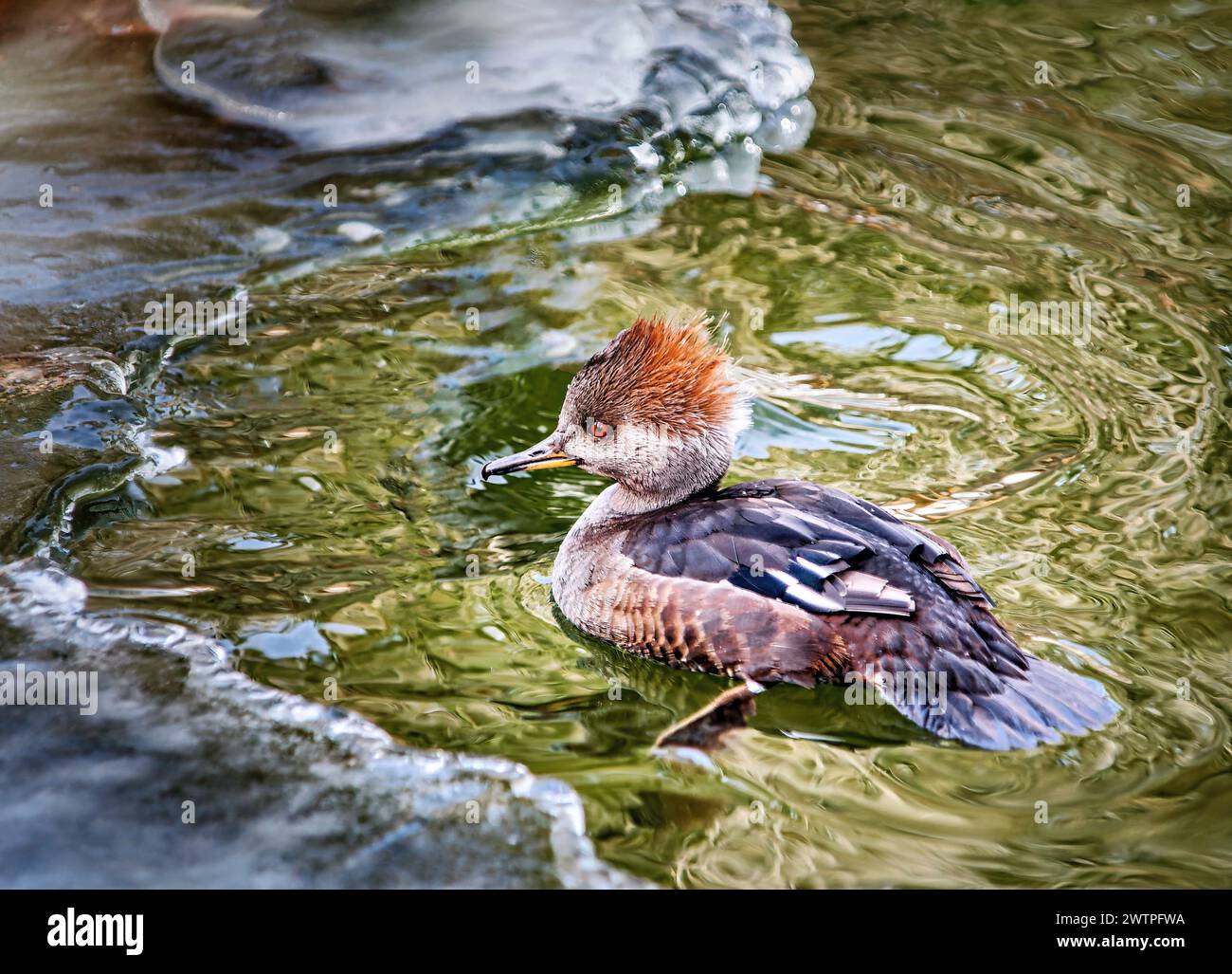 Duck swimming in pond surrounded by rocks Stock Photo - Alamy