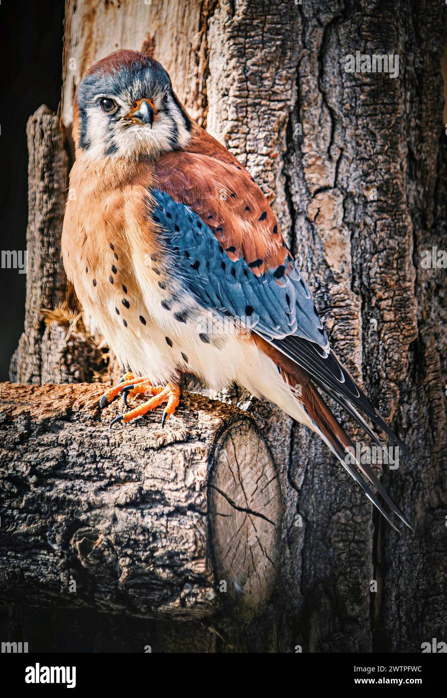 An American kestrel bird perched on a tree branch Stock Photo - Alamy