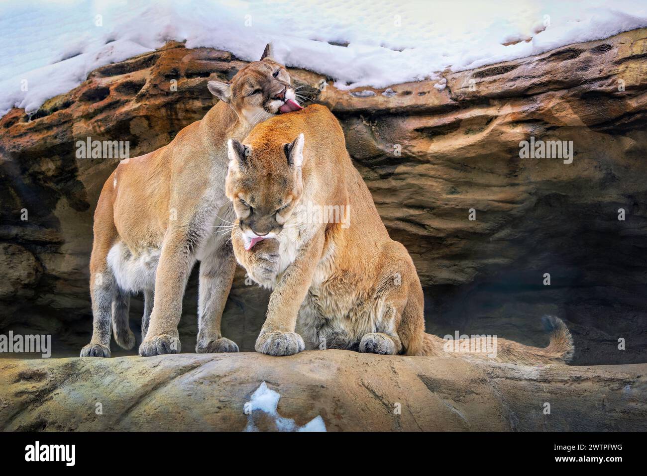 Two lions standing side by side in a zoo exhibit Stock Photo - Alamy