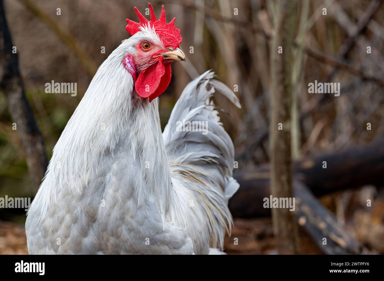 Gray powerful rooster looking for food in old leaves Stock Photo - Alamy