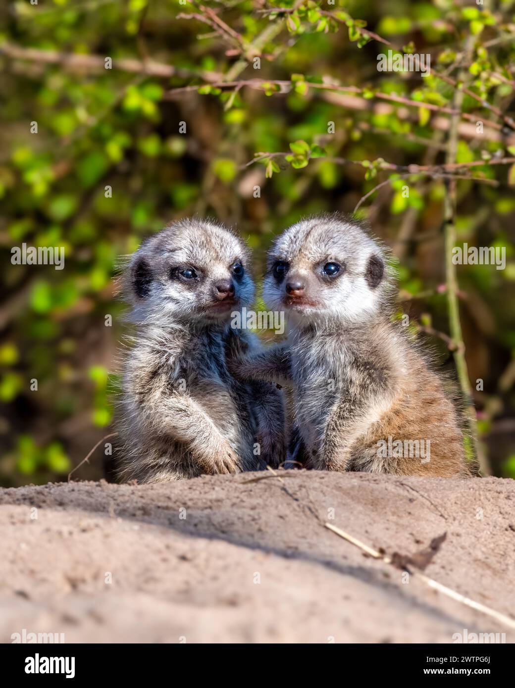African grassland meerkats hi-res stock photography and images - Alamy