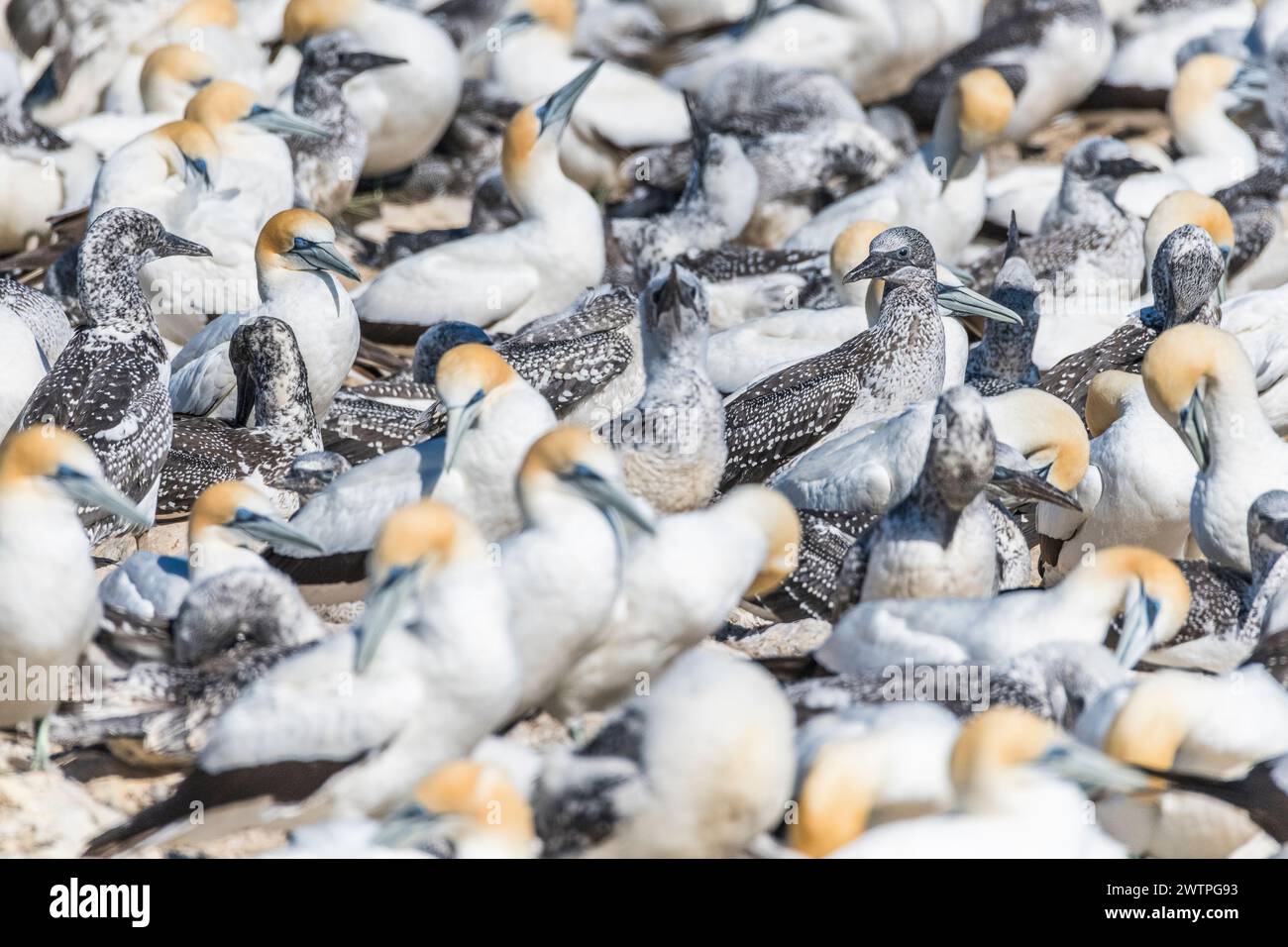 Australian Gannet (Morus serrator) at Point Danger: Australia's Sole ...