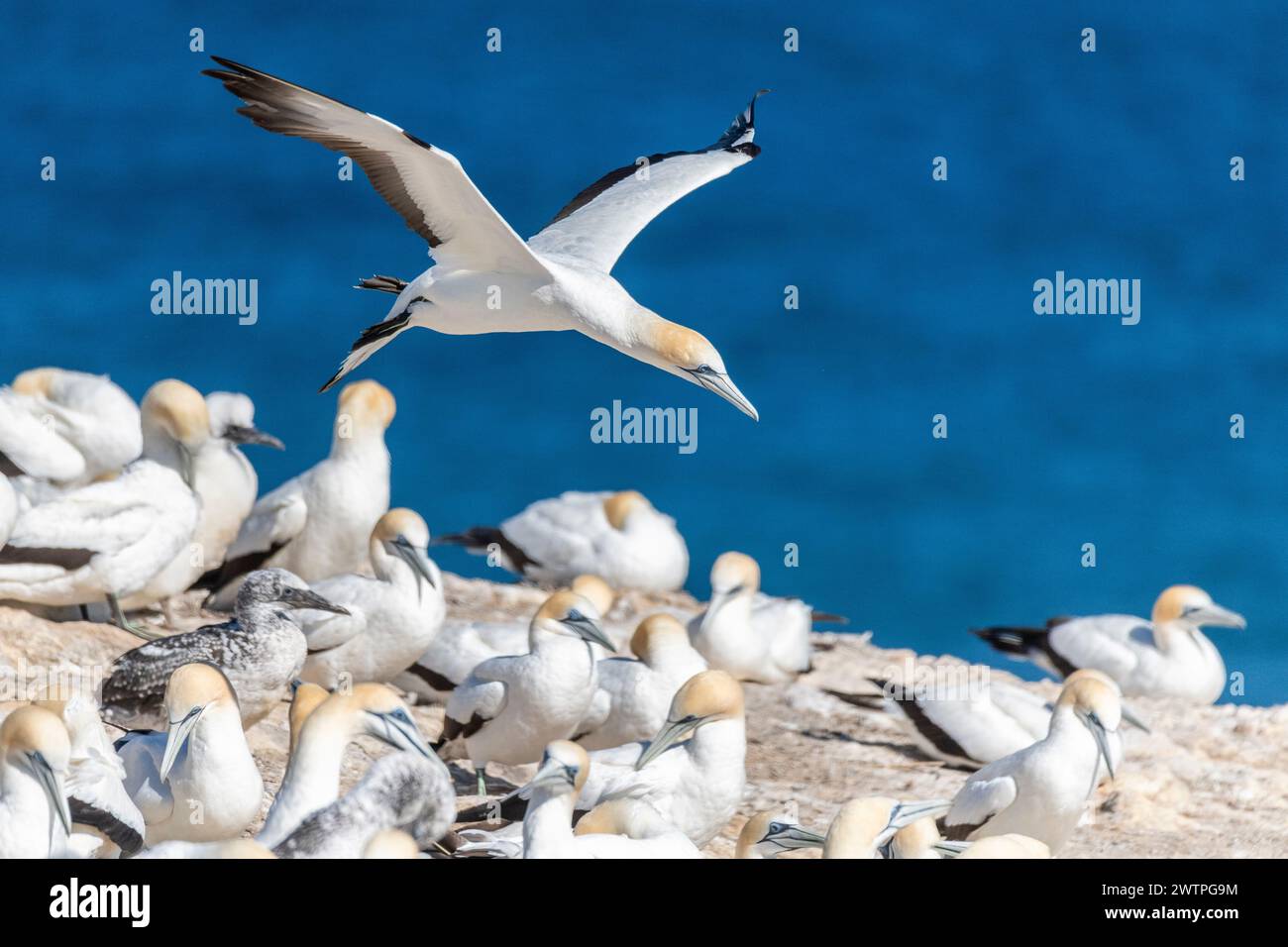Australian Gannet (Morus serrator) at Point Danger: Australia's Sole ...