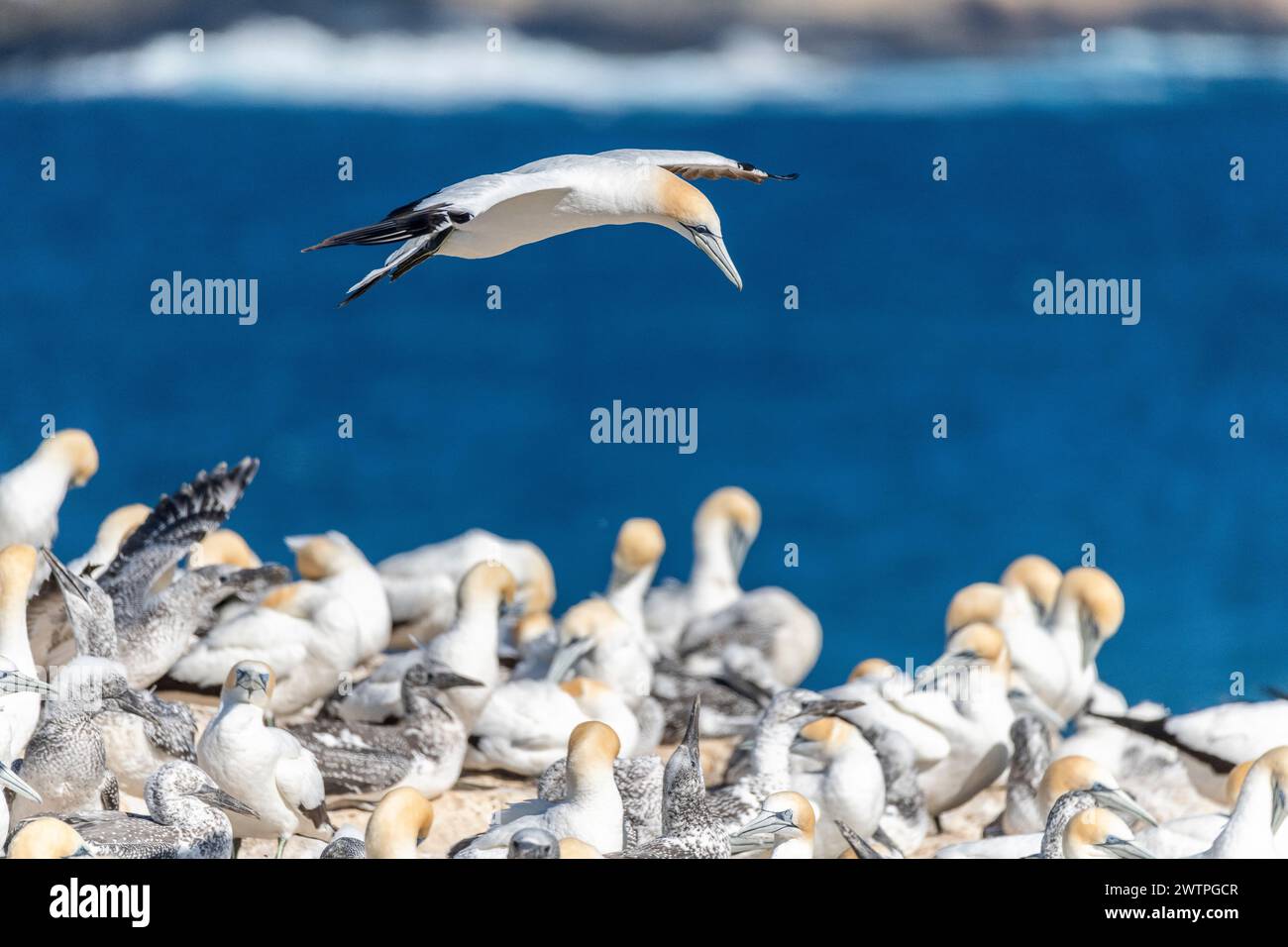 Australian Gannet (Morus serrator) at Point Danger: Australia's Sole ...