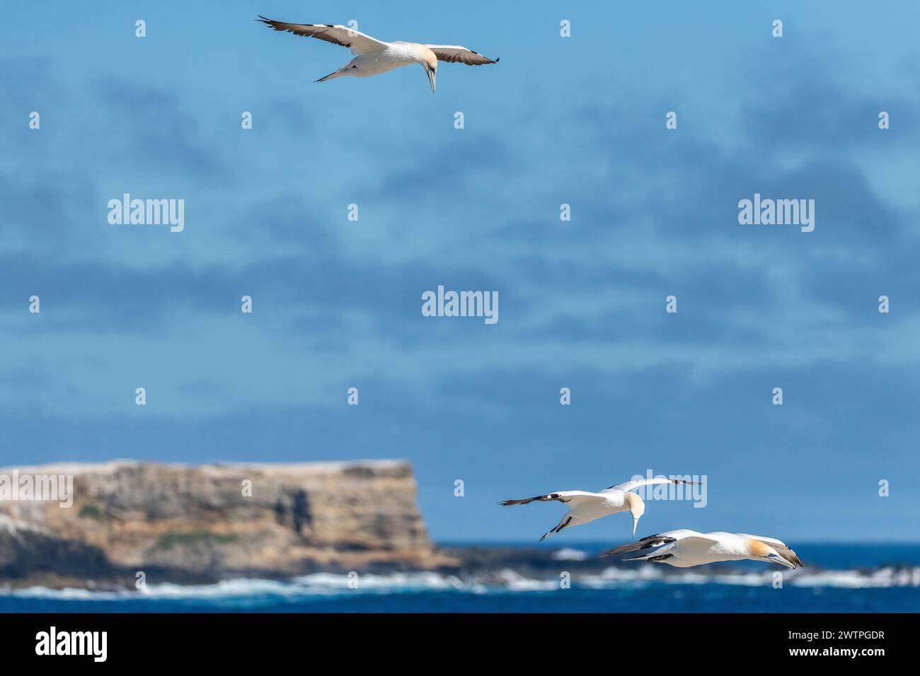 Australian Gannet (Morus serrator) at Point Danger: Australia's Sole ...