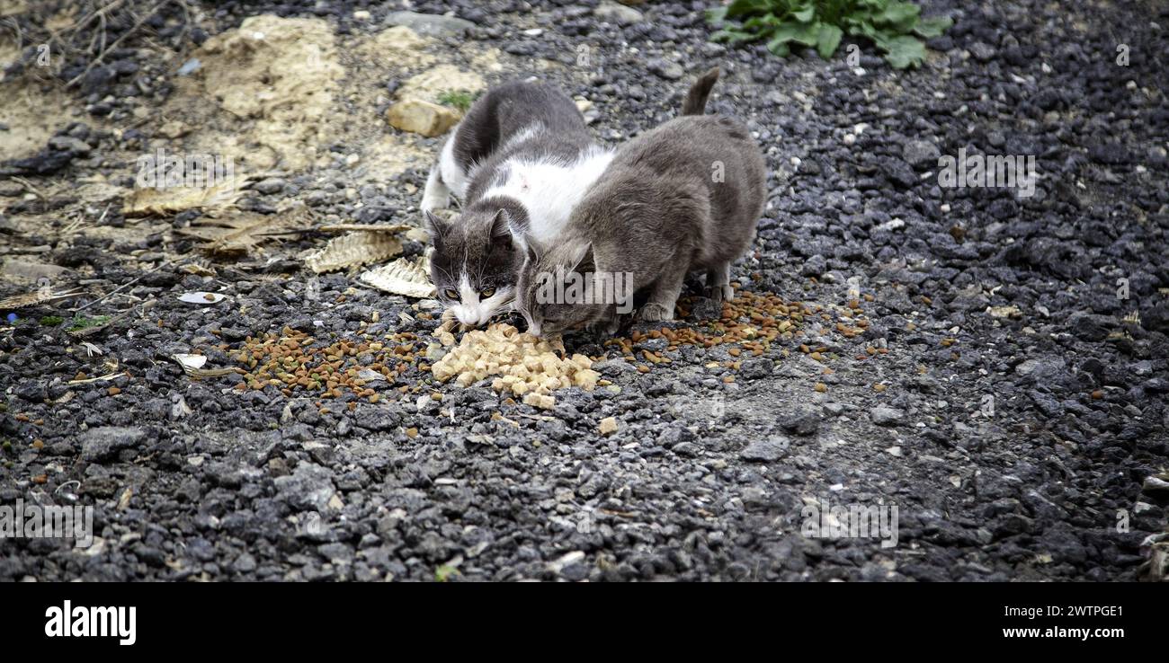 Detail of domestic animals abandoned in the street, animal abuse Stock ...