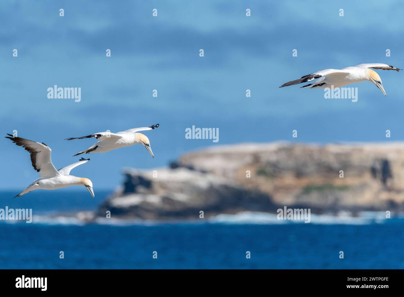 Australian Gannet (Morus serrator) at Point Danger: Australia's Sole ...