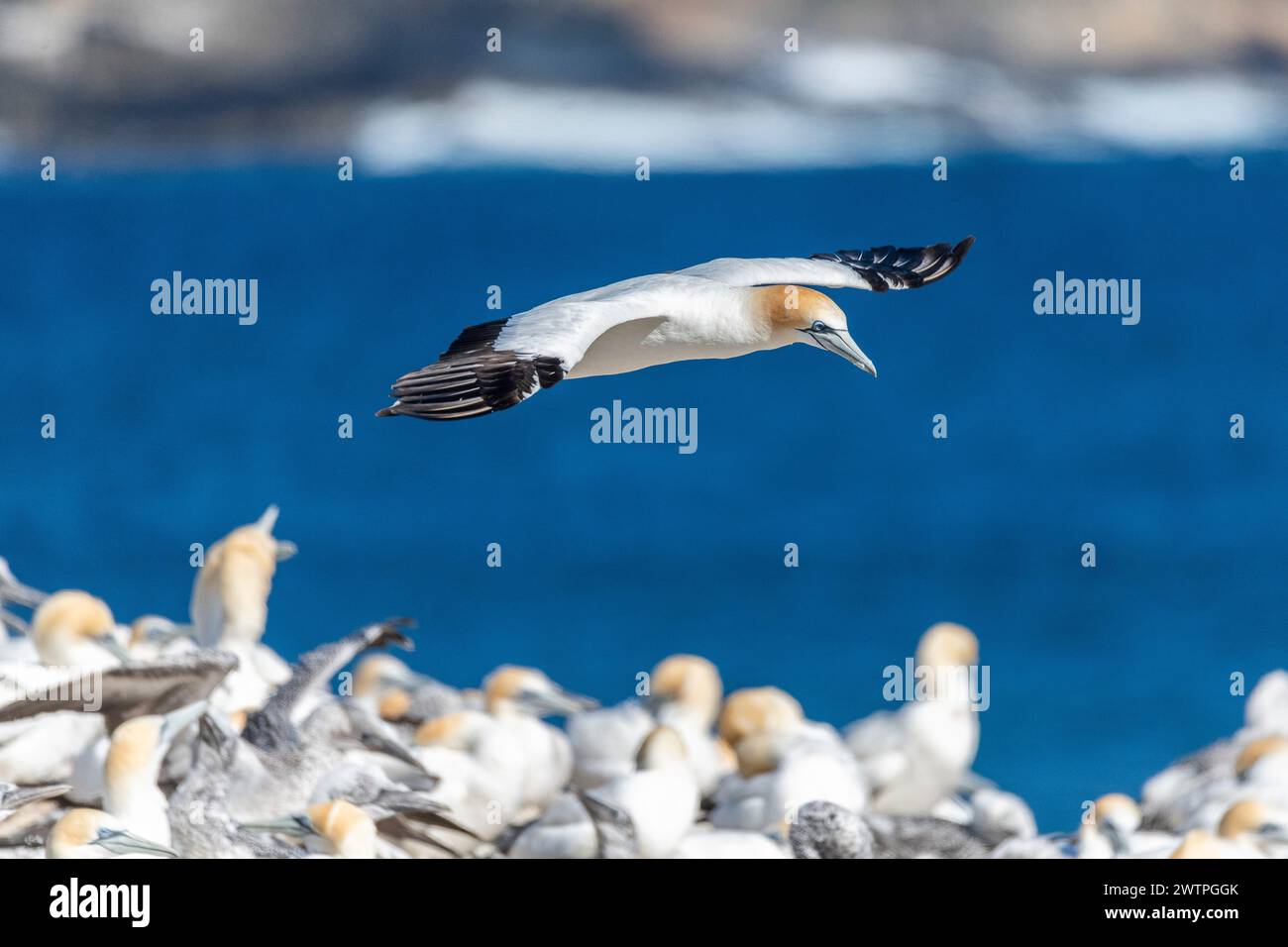 Australian Gannet (Morus serrator) at Point Danger: Australia's Sole ...