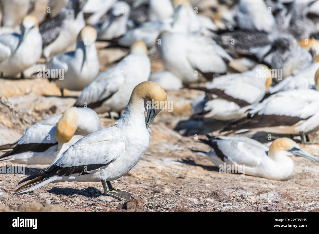 Australian Gannet (Morus serrator) at Point Danger: Australia's Sole ...