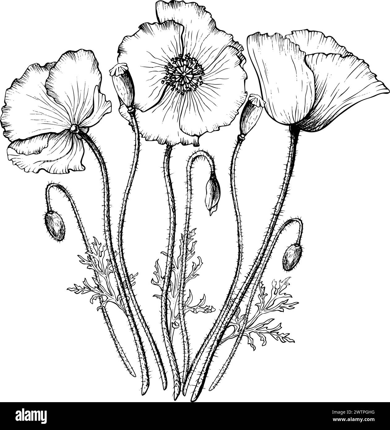 Blooming Poppy flowers and buds graphic composition. Hand drawn ...