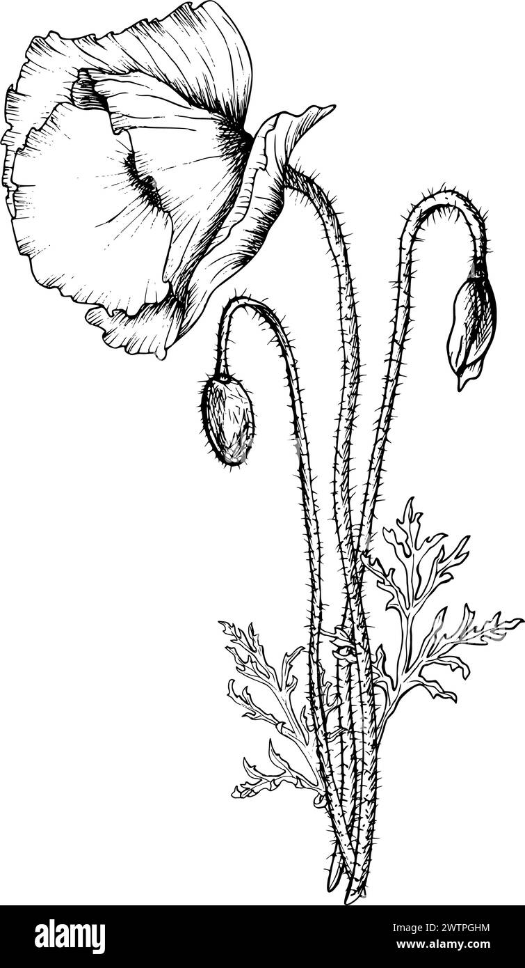 Poppy flower graphic composition. Hand drawn vector illustration in ...