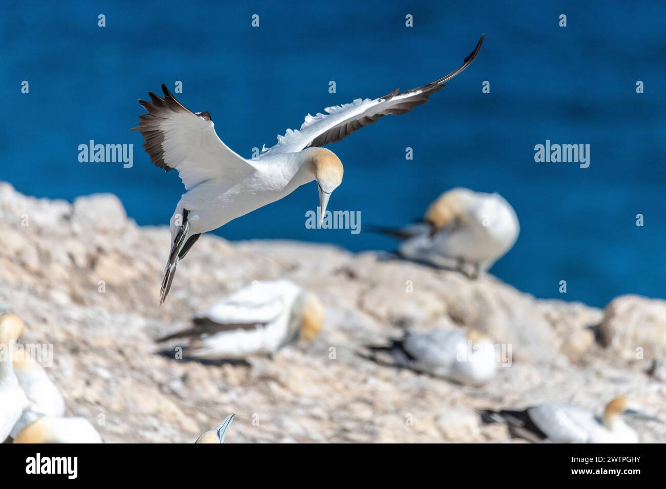 Australian Gannet (Morus serrator) at Point Danger: Australia's Sole ...