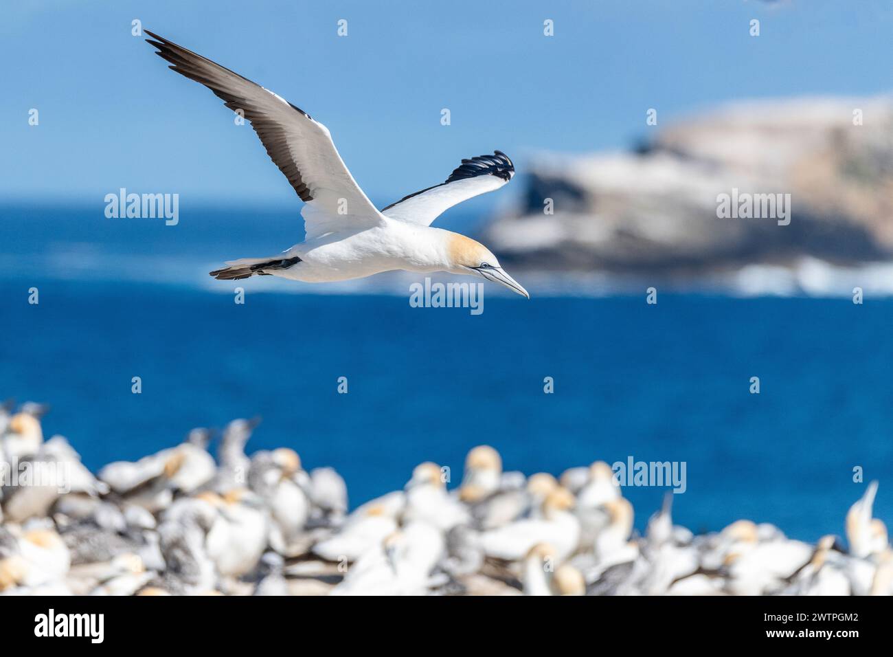Australian Gannet (Morus serrator) at Point Danger: Australia's Sole ...