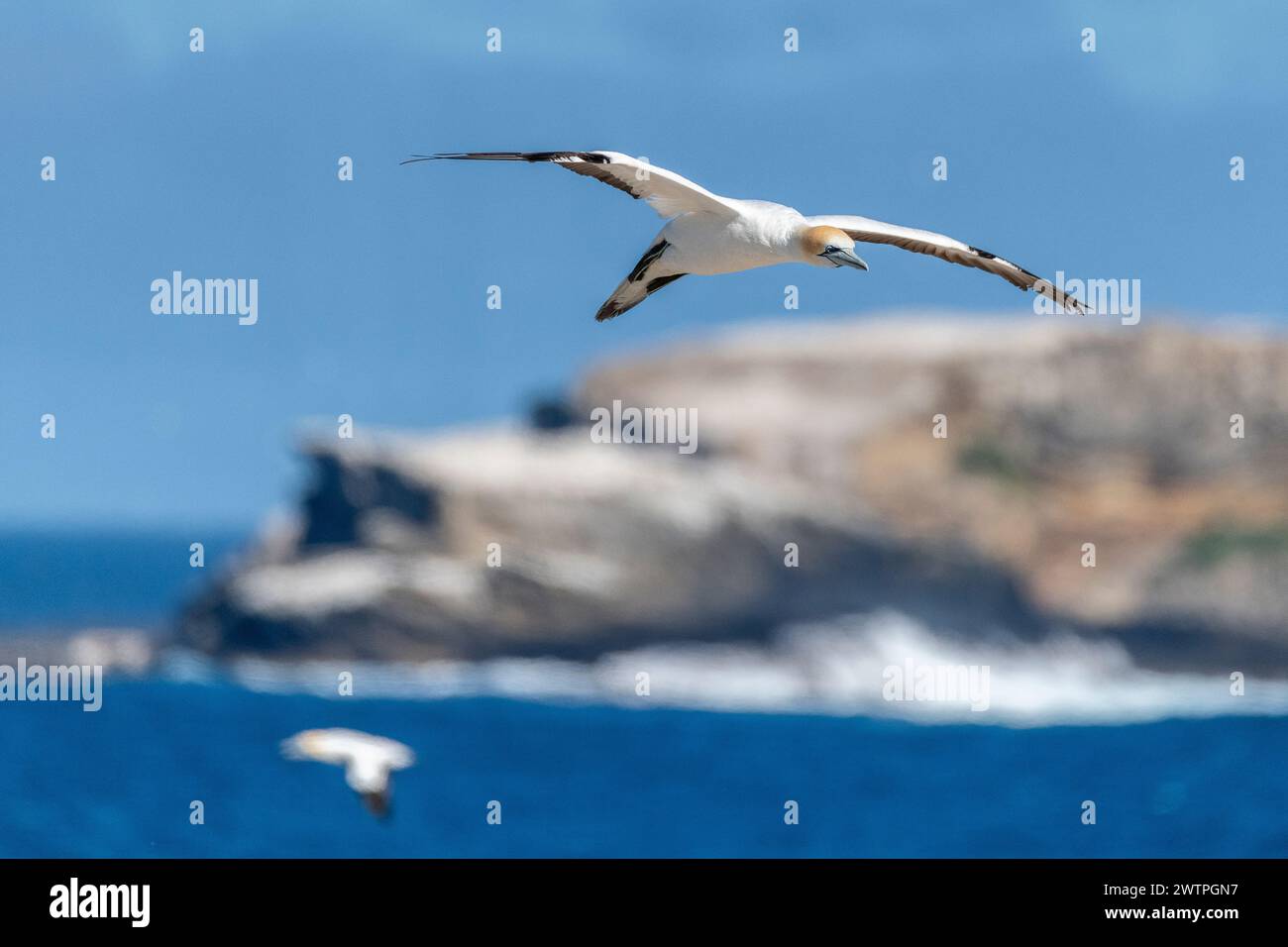 Australian Gannet (Morus serrator) at Point Danger: Australia's Sole ...