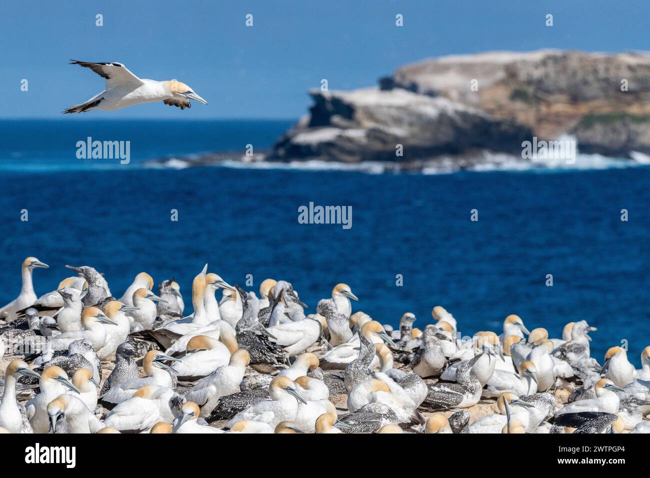 Australian Gannet (Morus serrator) at Point Danger: Australia's Sole ...