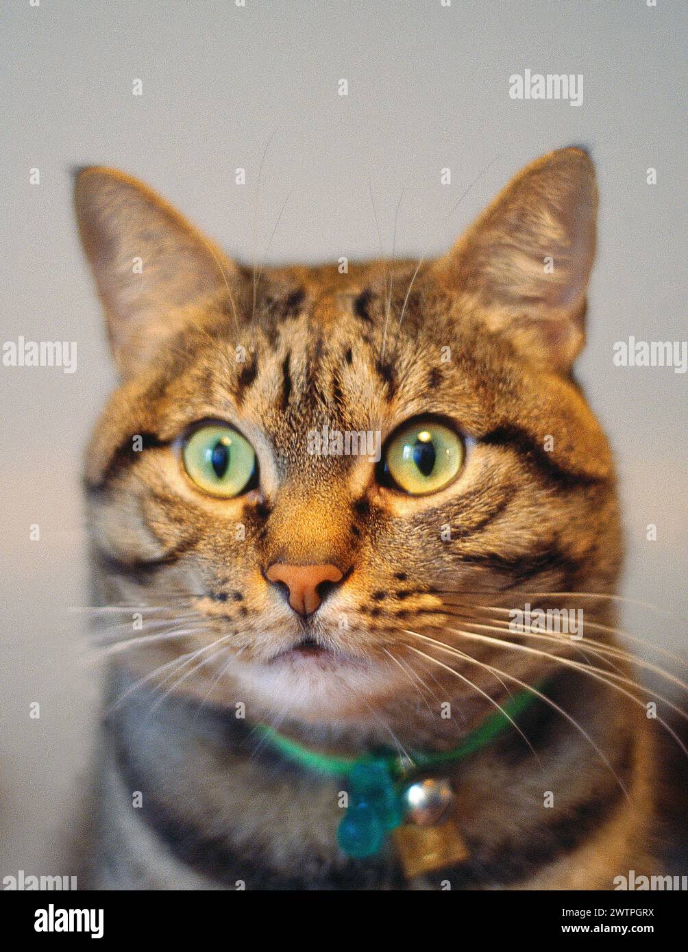 Portrait of tabby cat Stock Photo - Alamy