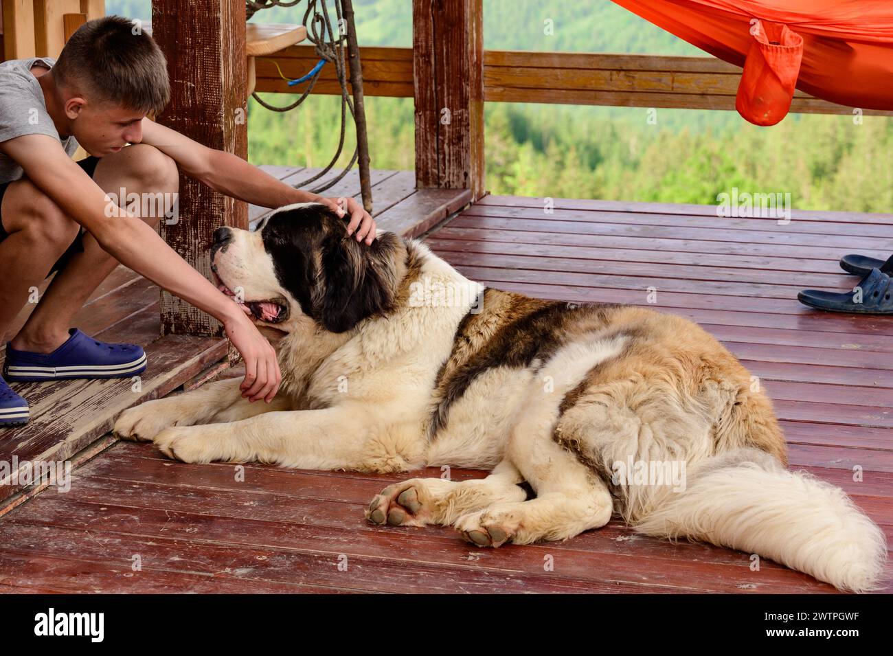 A boy is stroking a Saint Bernard lying on a wooden outdoor terrace ...