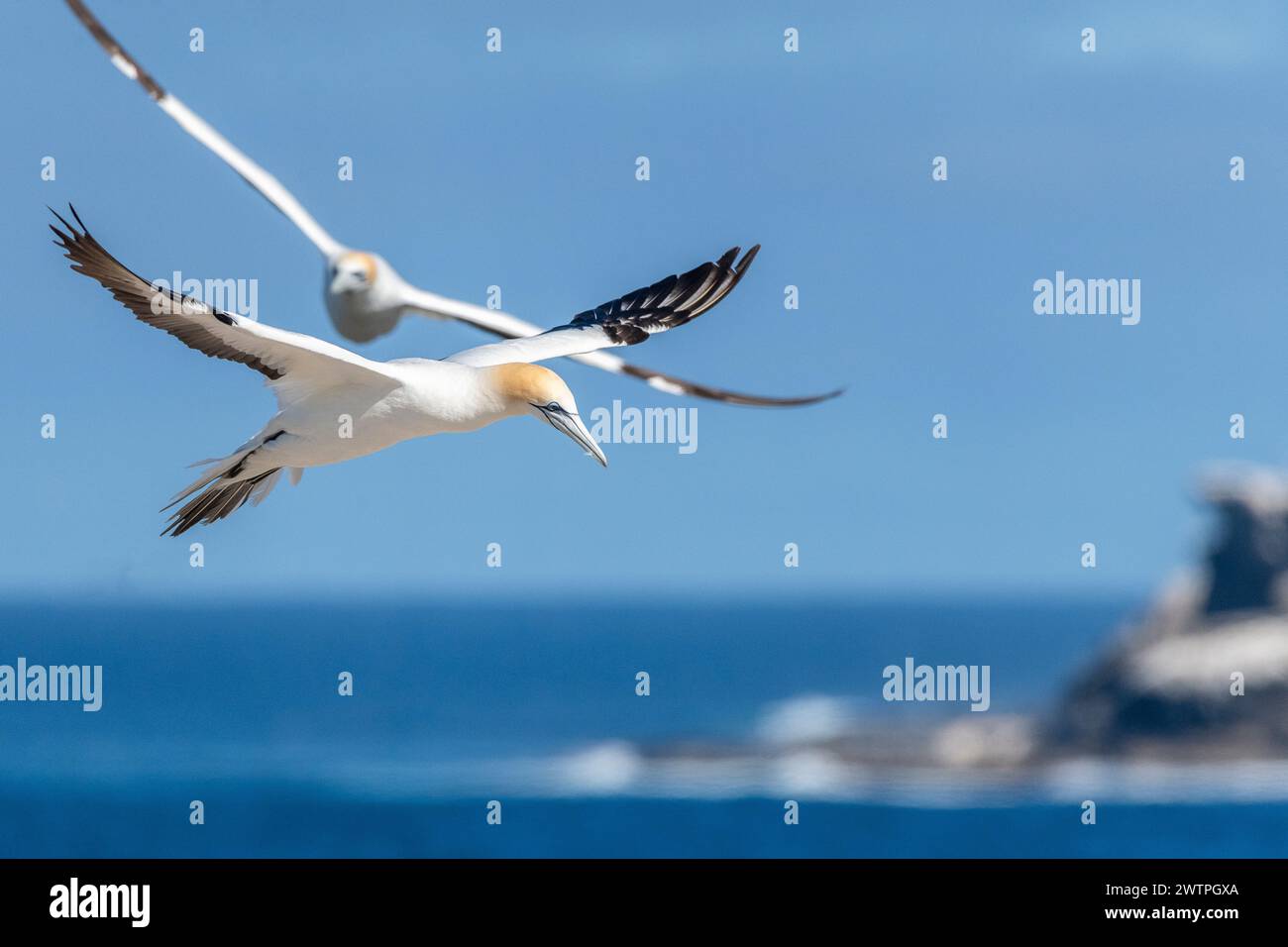 Australian Gannet (Morus serrator) at Point Danger: Australia's Sole ...