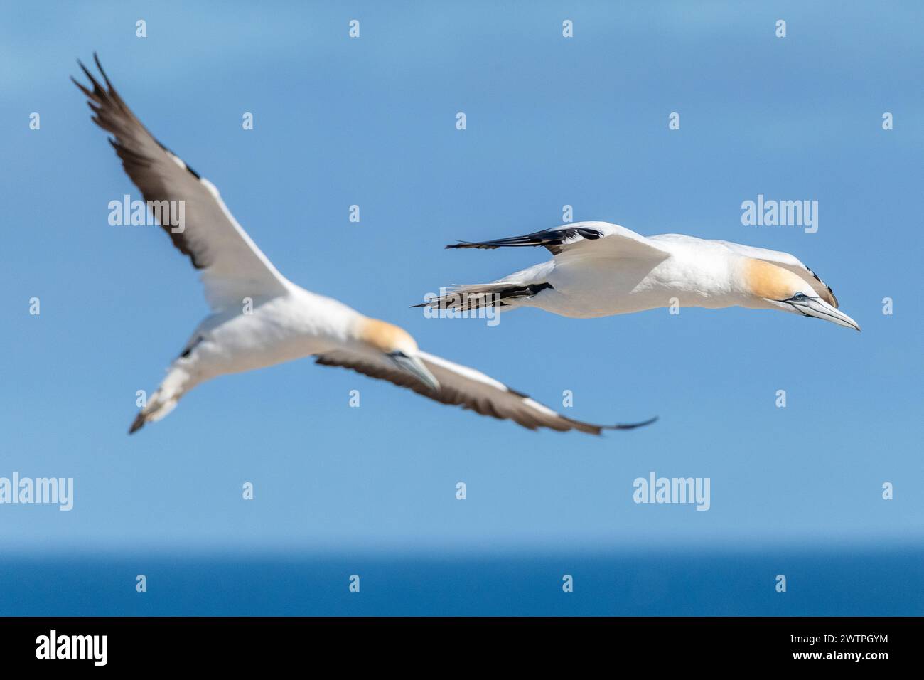 Australian Gannet (Morus serrator) at Point Danger: Australia's Sole ...