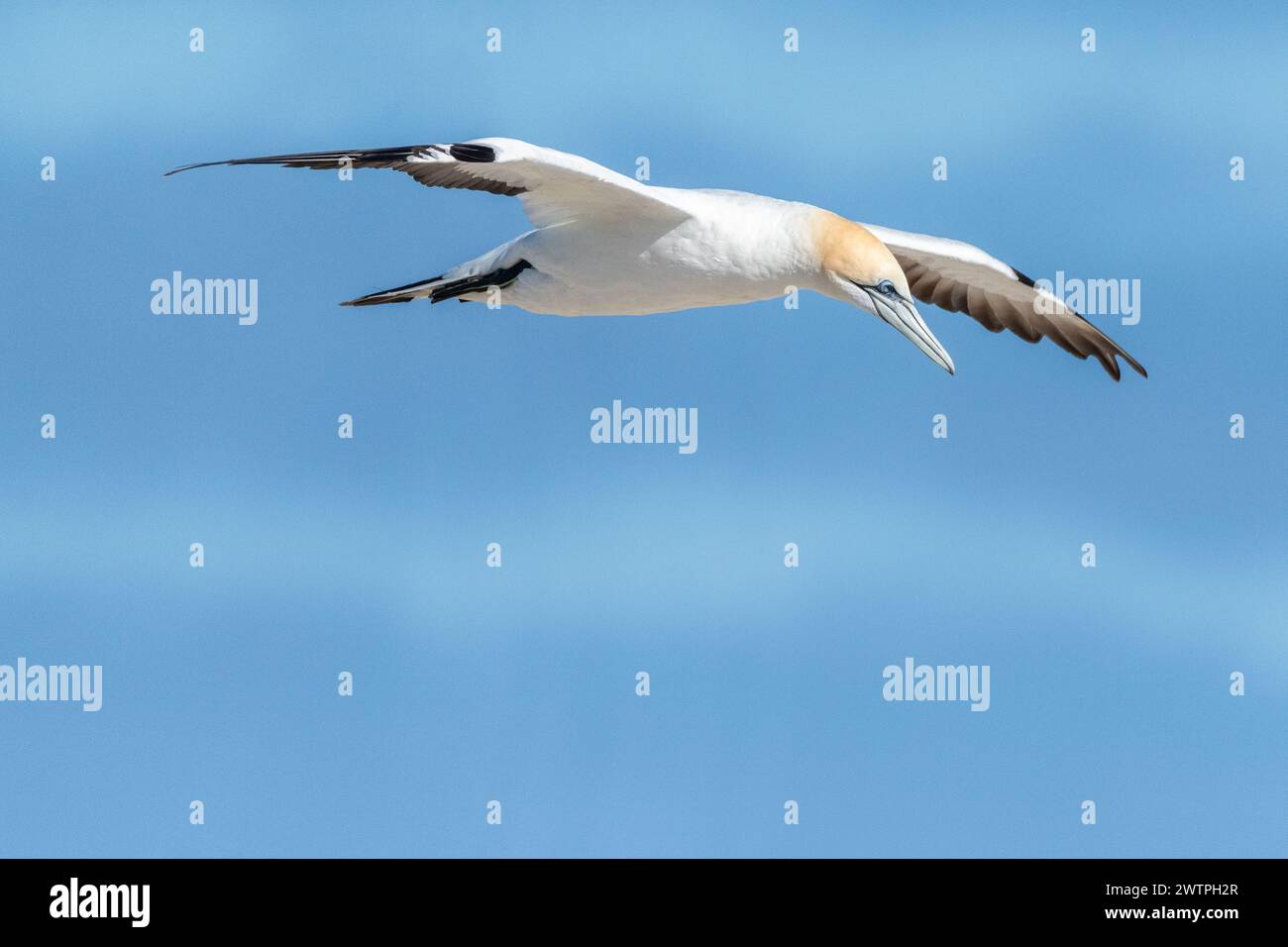 Australian Gannet (Morus serrator) at Point Danger: Australia's Sole ...