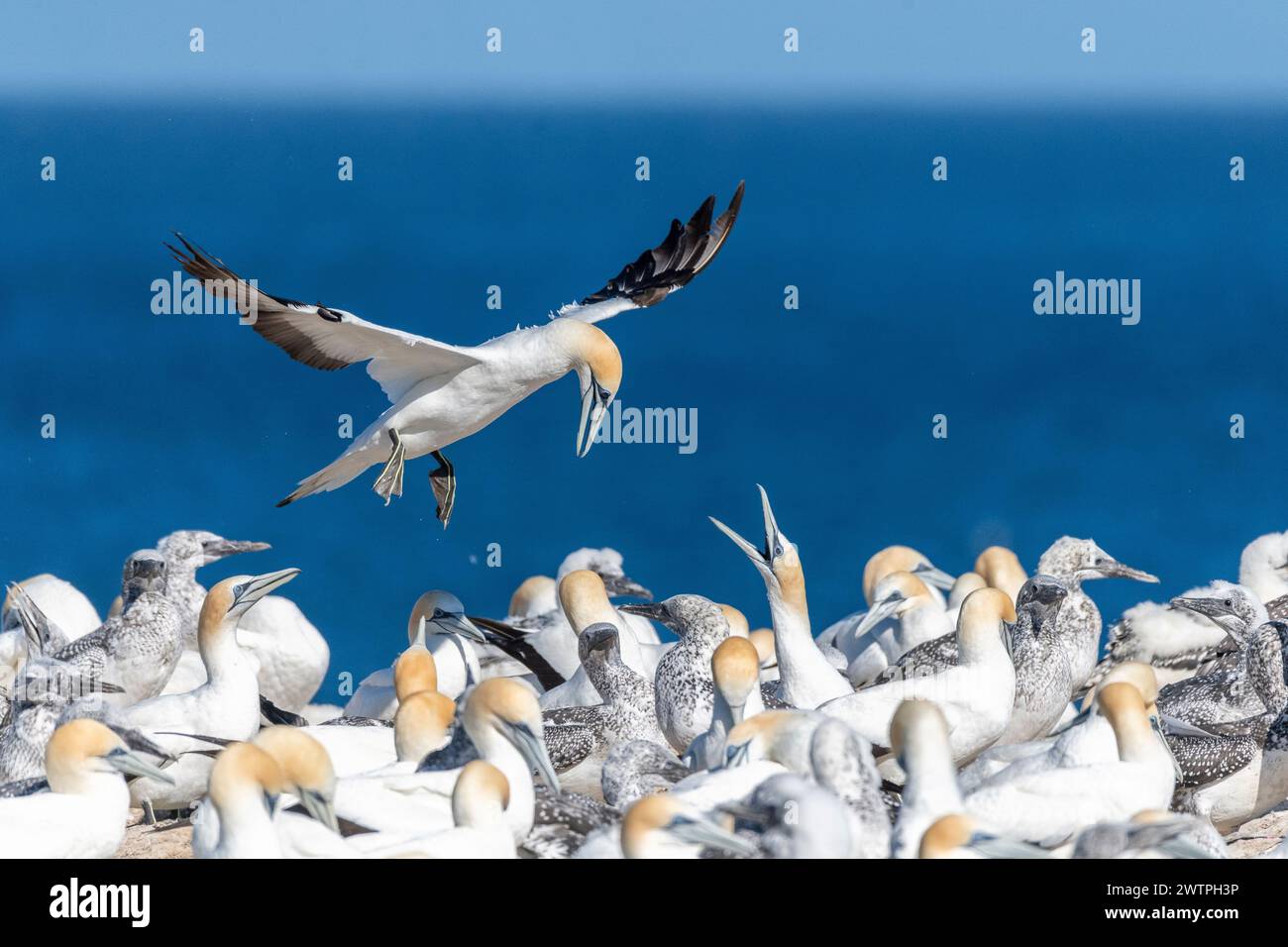 Australian Gannet (Morus serrator) at Point Danger: Australia's Sole ...