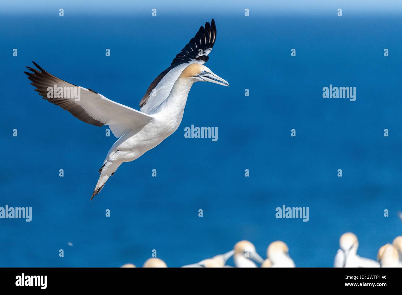 Australian Gannet (Morus serrator) at Point Danger: Australia's Sole ...