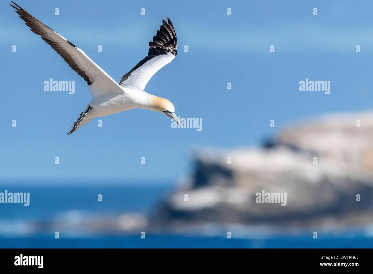 Australian Gannet (Morus serrator) at Point Danger: Australia's Sole ...