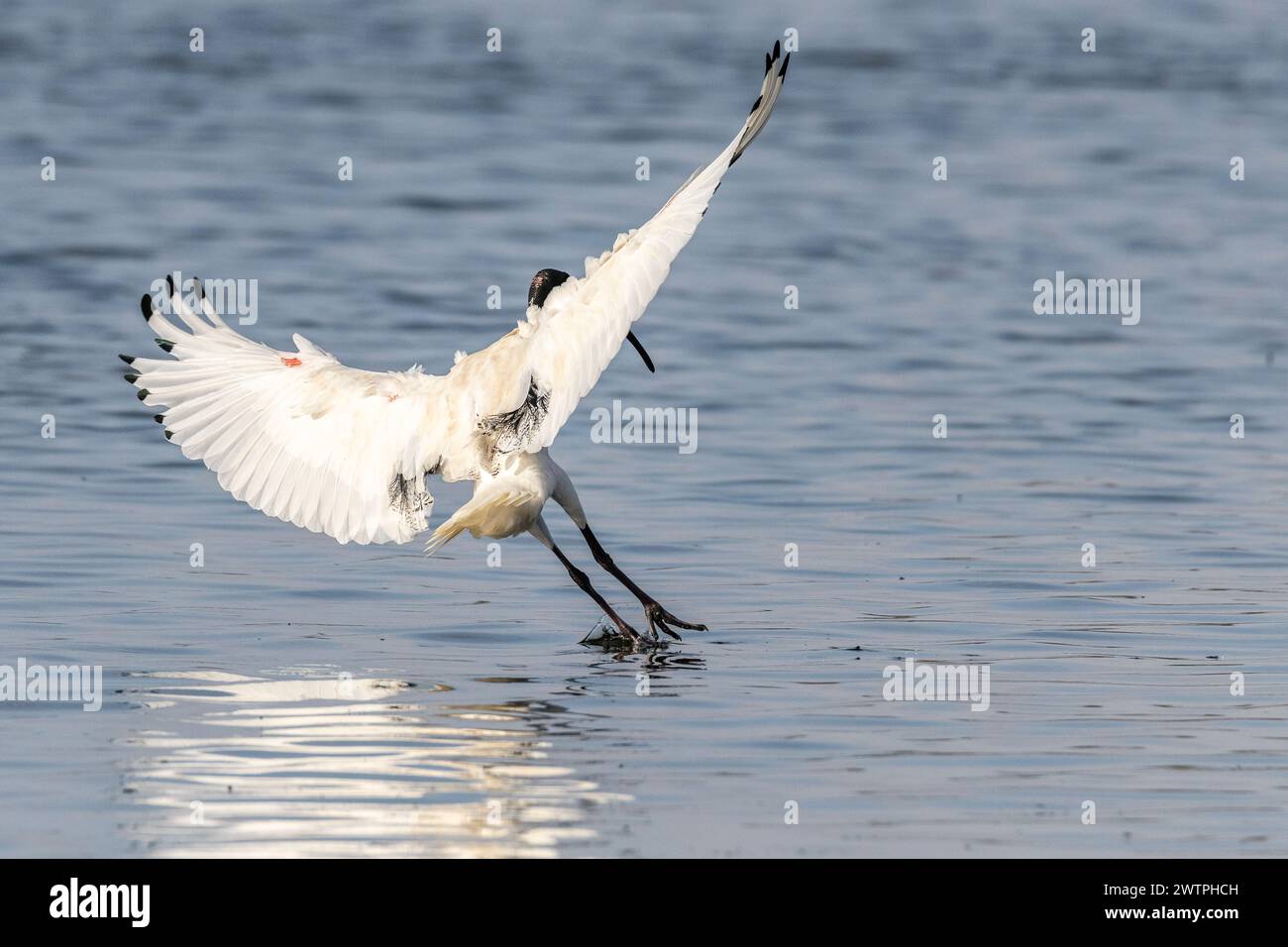 Australian white ibis (Threskiornis molucca), group in Silhouette ...