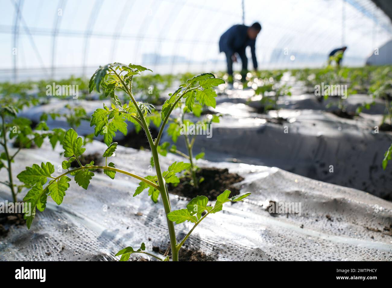Jiamusi, China's Heilongjiang Province. 18th Mar, 2024. A worker checks ...