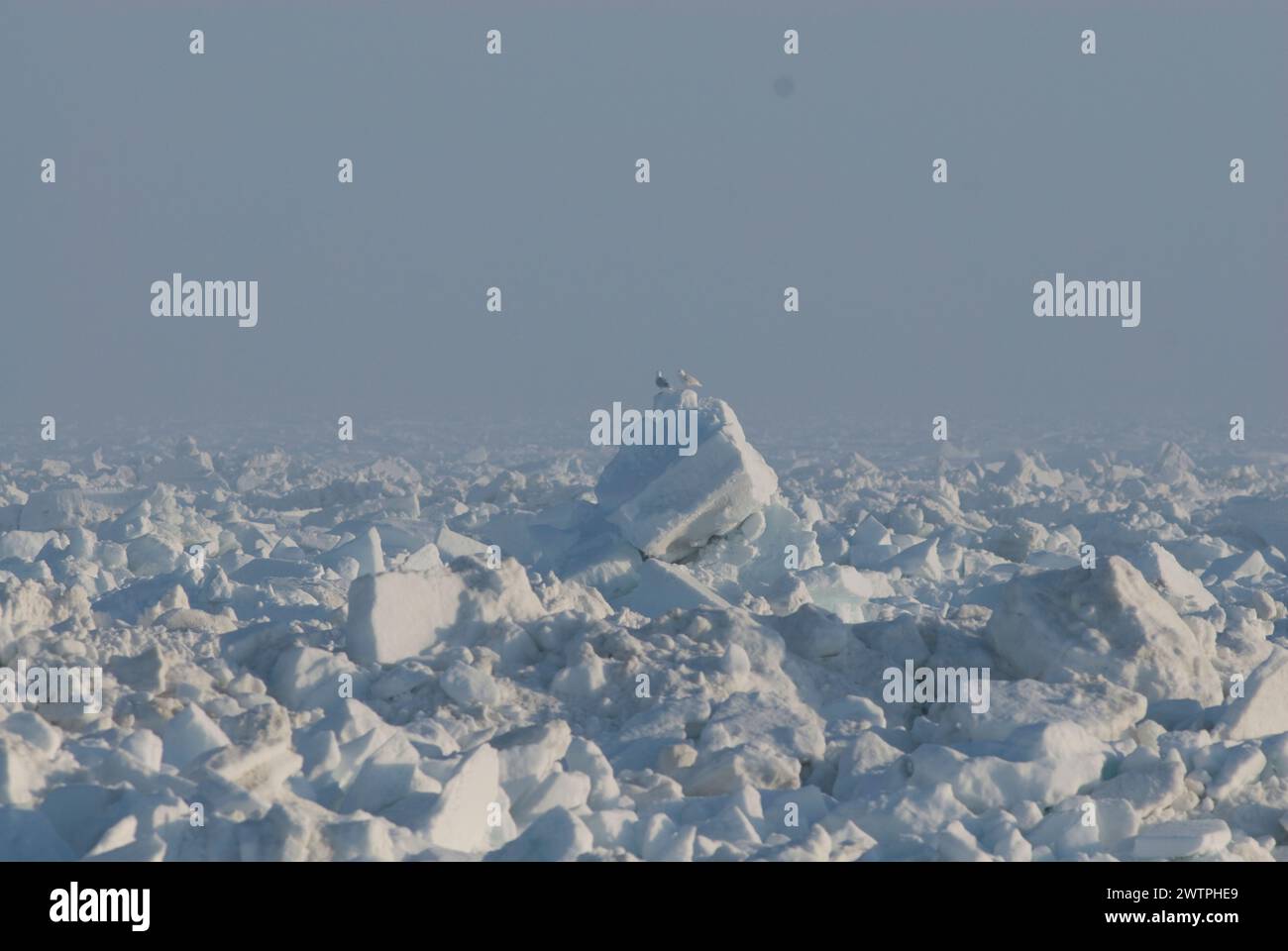 Seascape of rough pack ice over the Chukchi sea in springtime, off shore from the arctic village ...