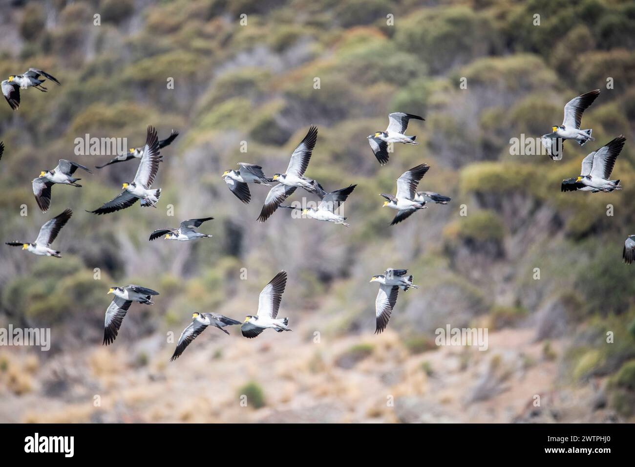Flock of Masked Lapwings (Vanellus miles) in Flight Along the ...