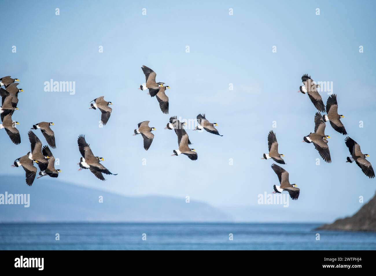 Flock of Masked Lapwings (Vanellus miles) in Flight Along the ...