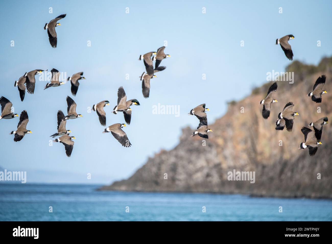 Flock of Masked Lapwings (Vanellus miles) in Flight Along the ...