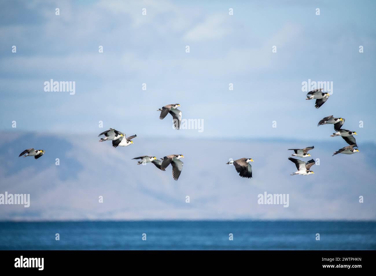 Flock of Masked Lapwings (Vanellus miles) in Flight Along the ...