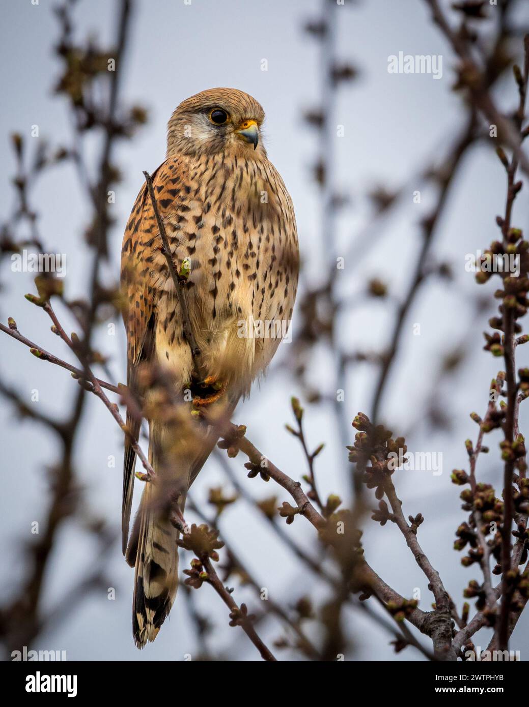 A common kestrel resting on a tree branch Stock Photo - Alamy
