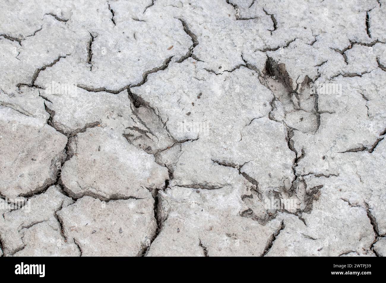 Swamp Wallaby (Wallabia bicolor) Tracks in Dry Mud Stock Photo - Alamy