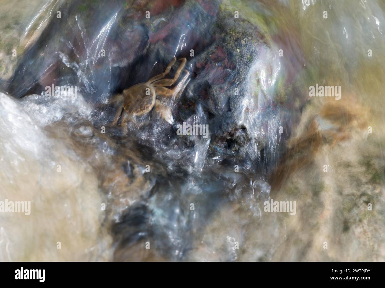 Chinese mitten crab (Eriocheir sinensis), invasive species, neozoon ...