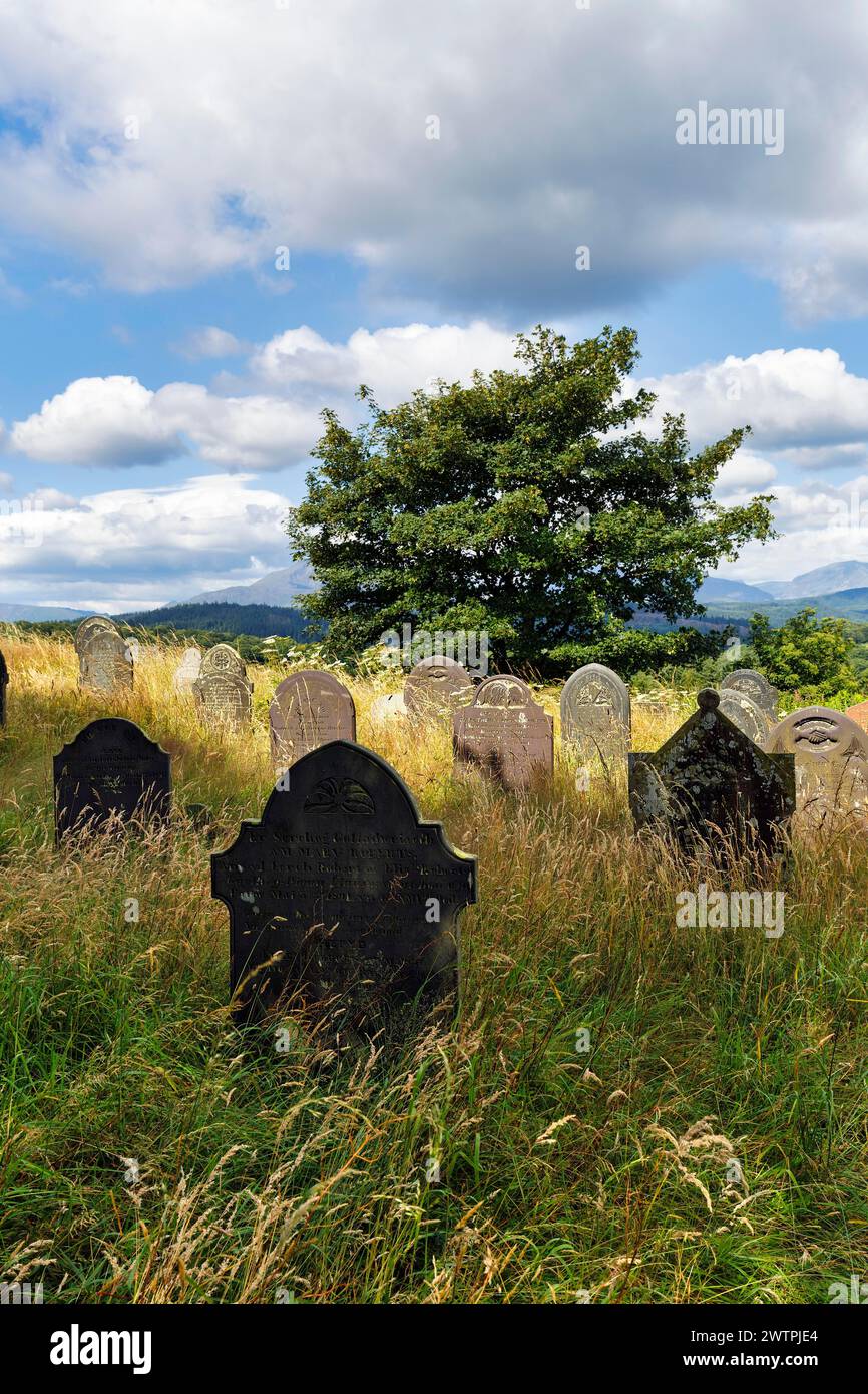 Overgrown old gravestones in a meadow, rows of graves between dry ...
