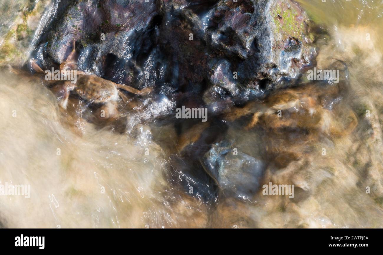 Several chinese mitten crab (Eriocheir sinensis), invasive species ...