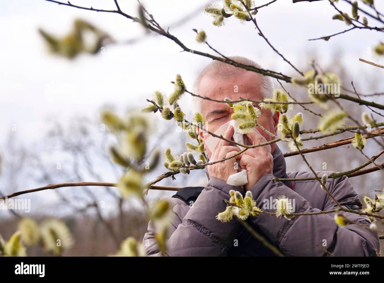 Pollen allergy, willow pollen, March, Germany Stock Photo - Alamy