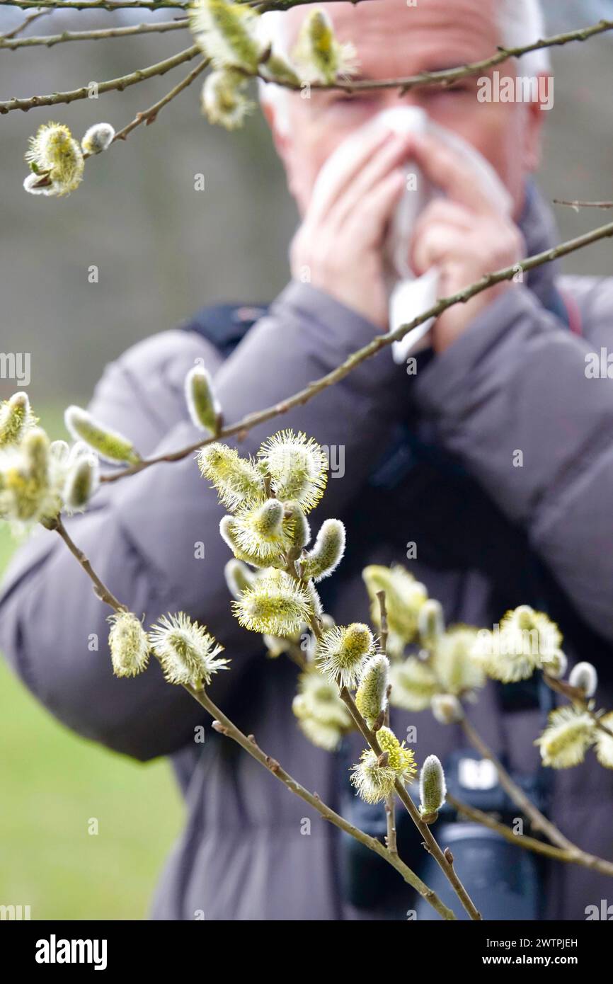Pollen allergy, willow pollen, March, Germany Stock Photo - Alamy