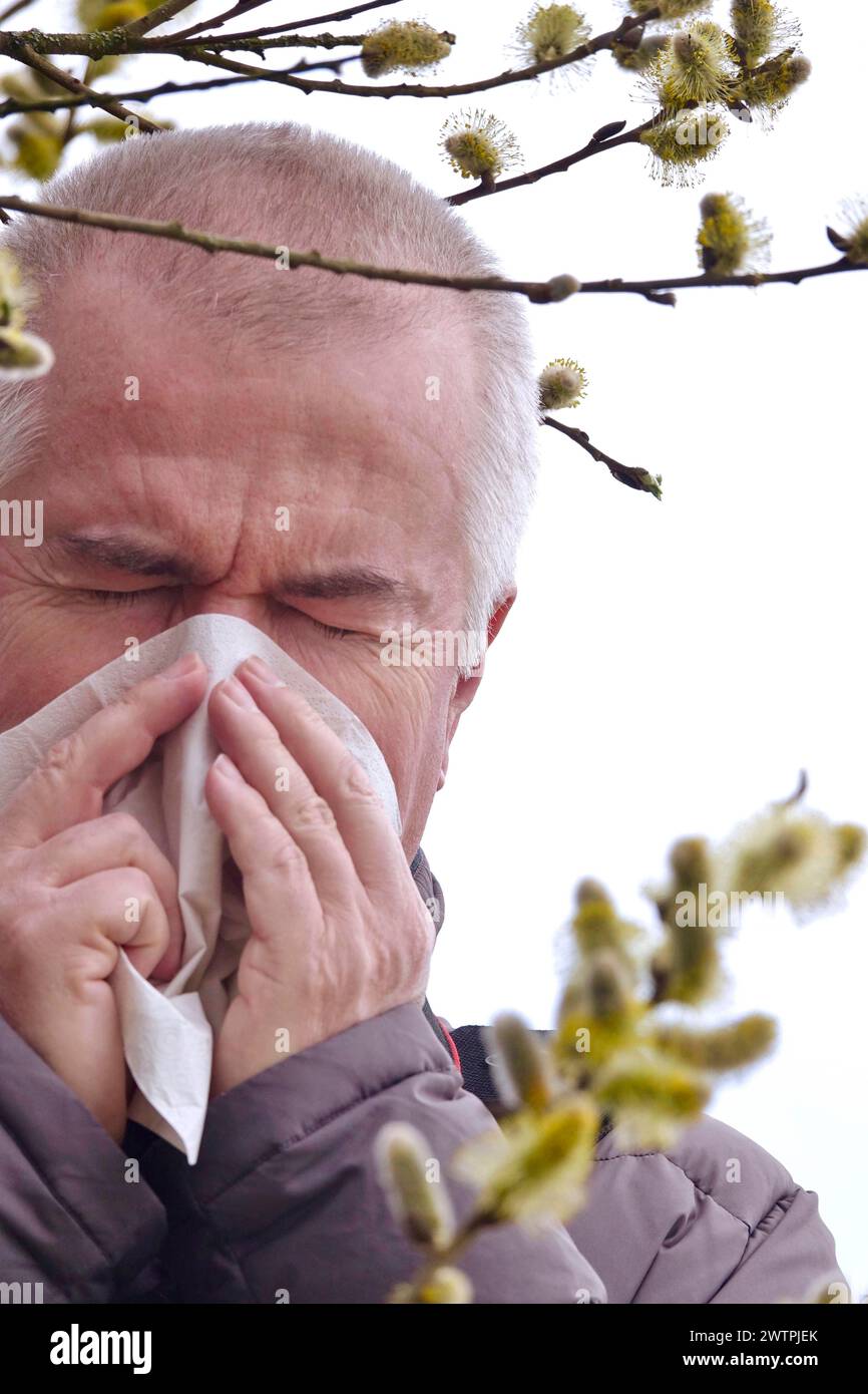 Pollen allergy, willow pollen, March, Germany Stock Photo - Alamy