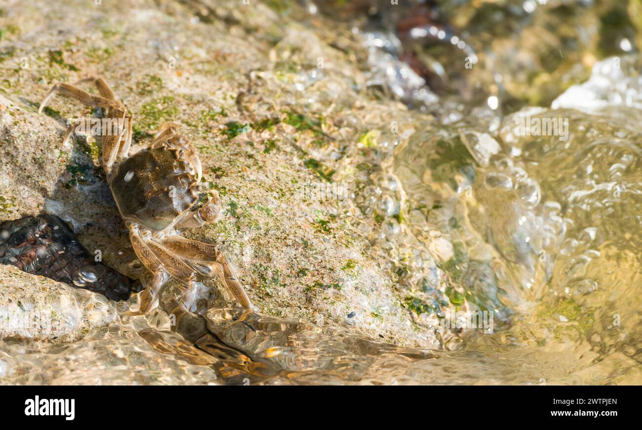 Chinese mitten crab (Eriocheir sinensis), invasive species, neozoon ...