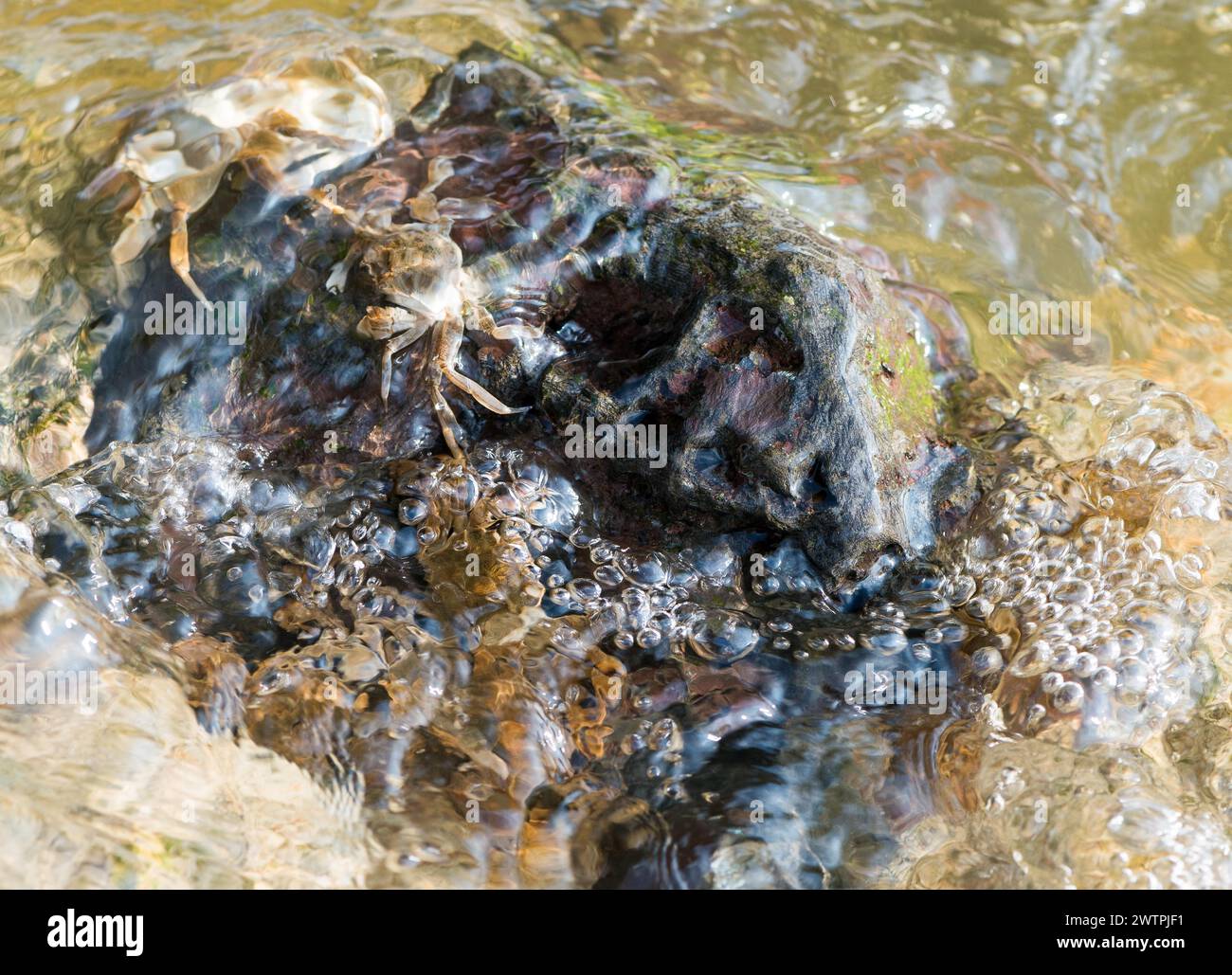 Several chinese mitten crab (Eriocheir sinensis), invasive species ...