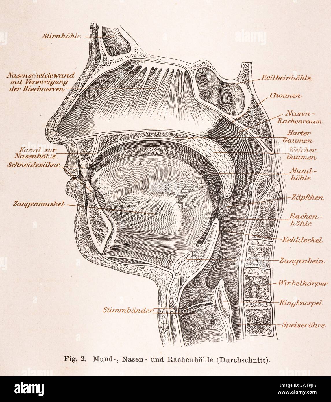 Medicine, anatomy, illustration of a section through the human head ...